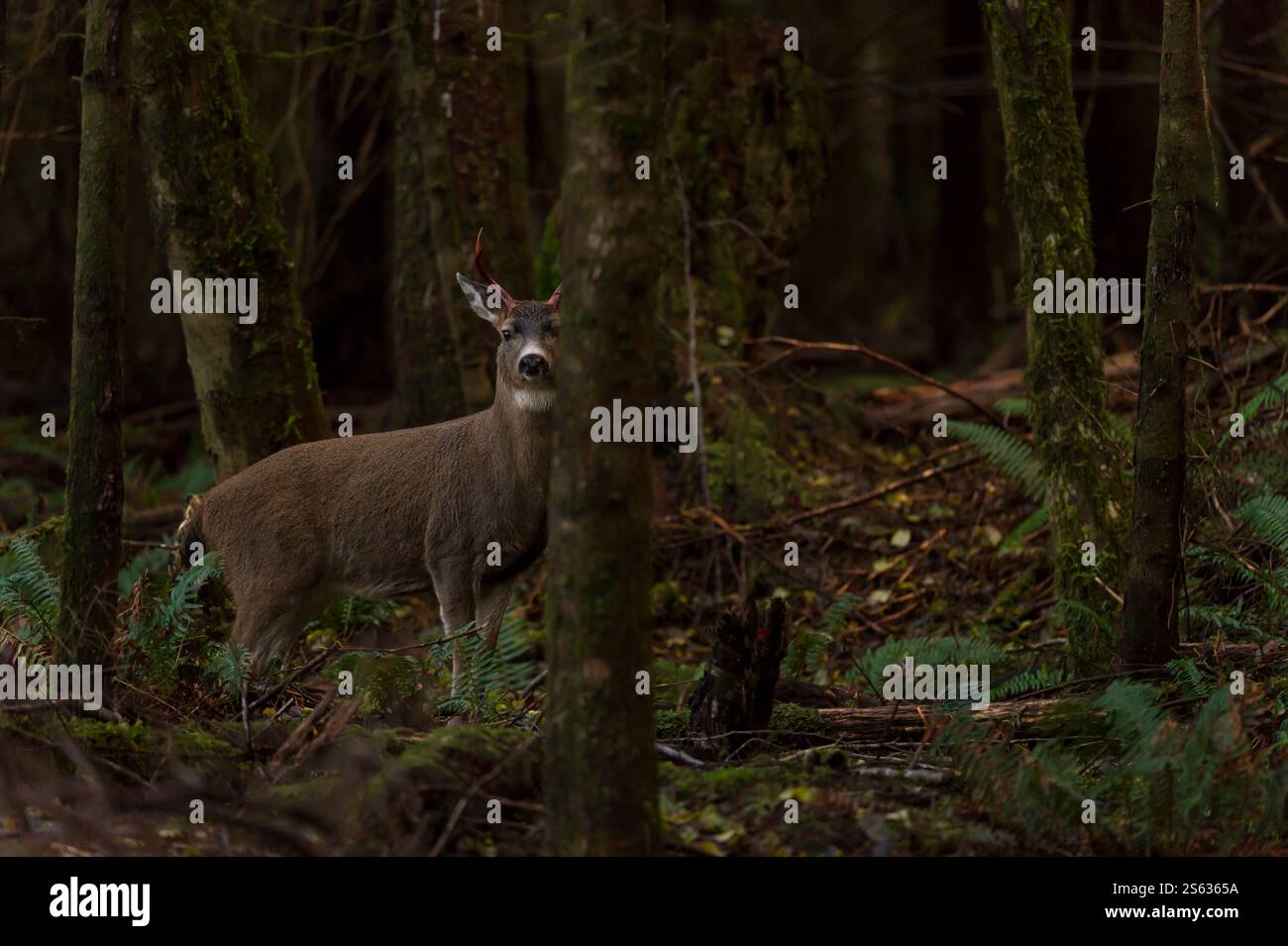 Sitka Blacktail Deer (Odocoileus hemionus sitkensis) in old growth ...