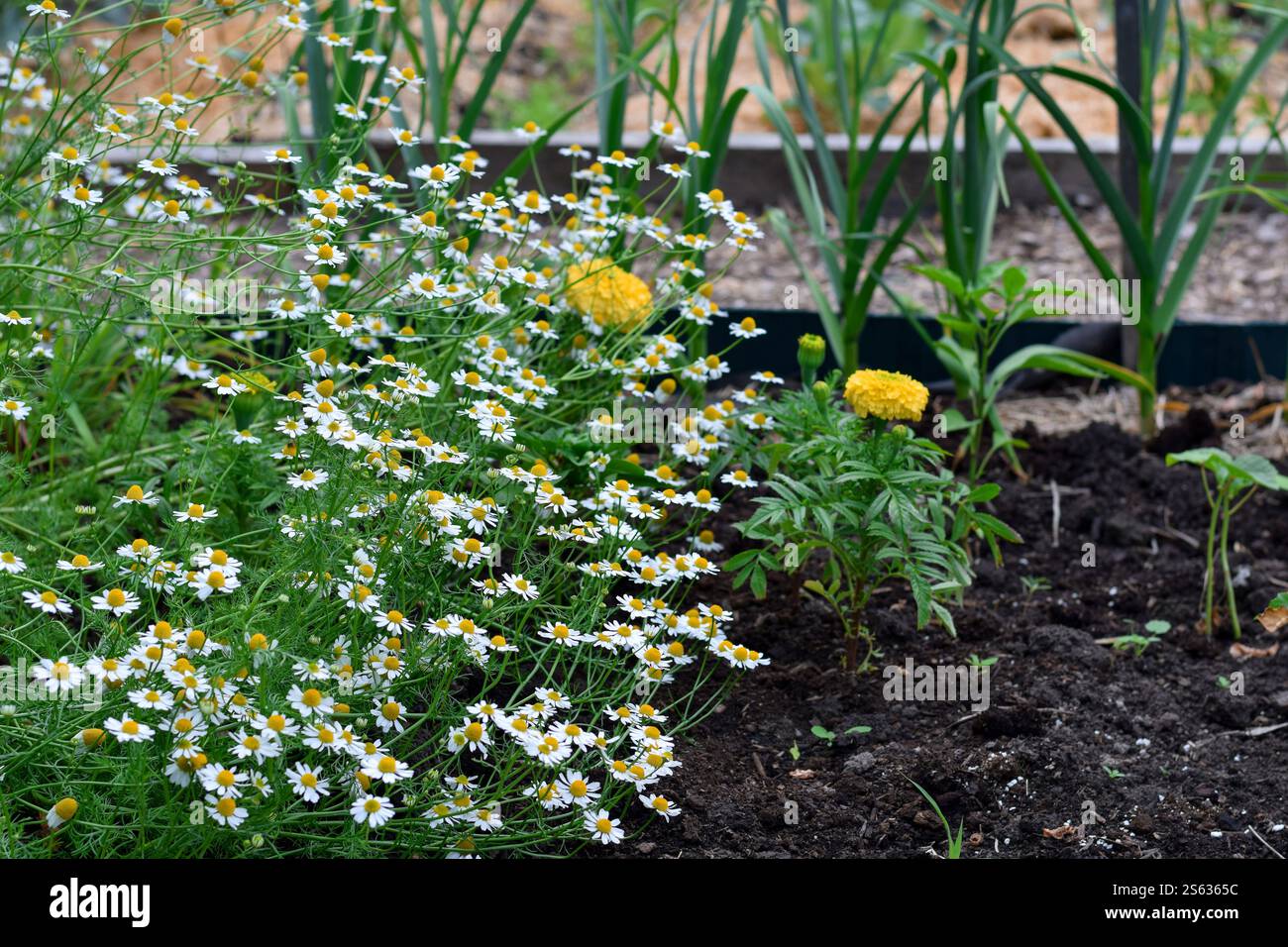 Aromatic chamomile hi-res stock photography and images - Alamy