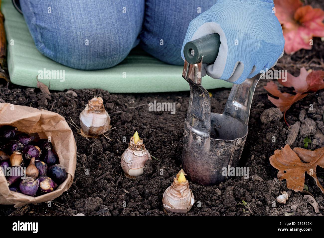 Hand planting bulb in soil hi-res stock photography and images - Alamy