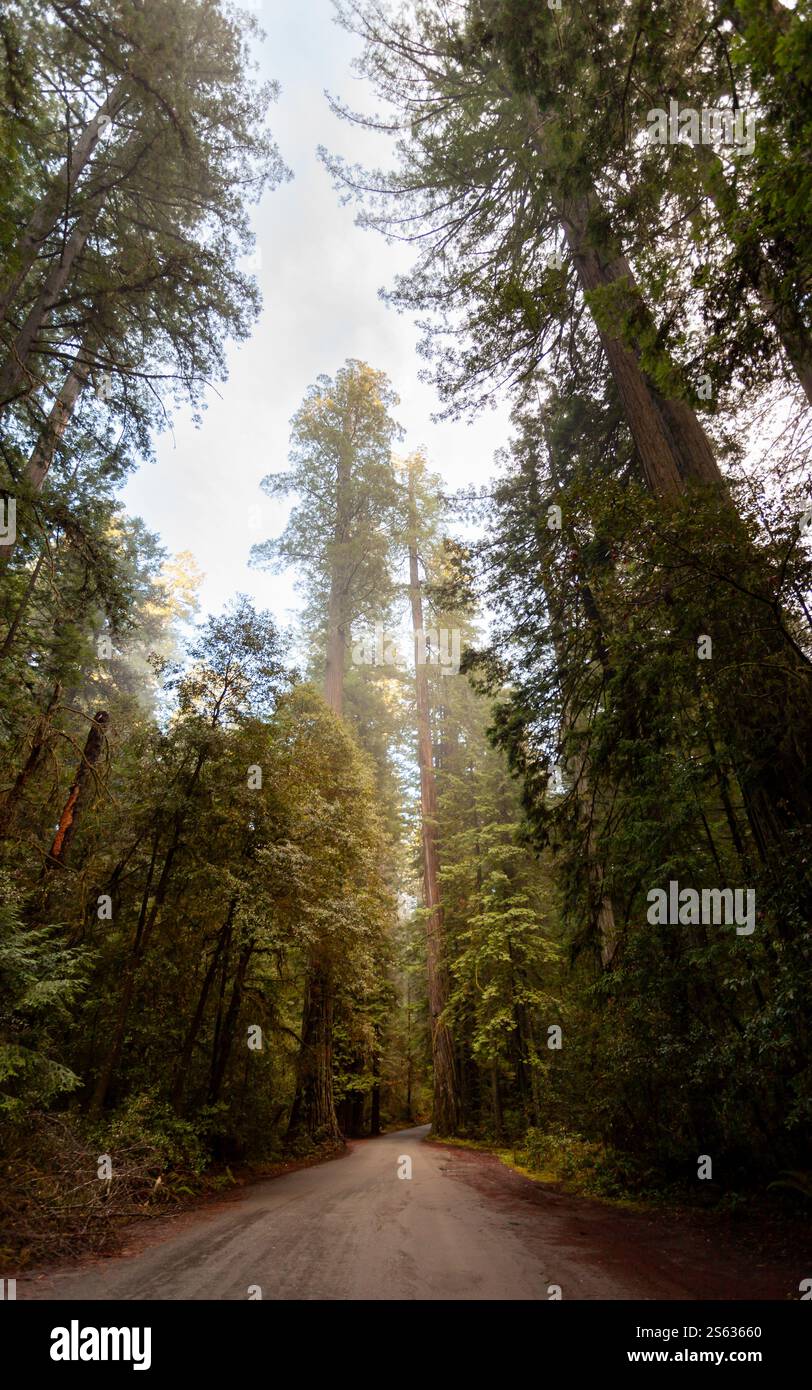 Towering trees lining hi-res stock photography and images - Alamy