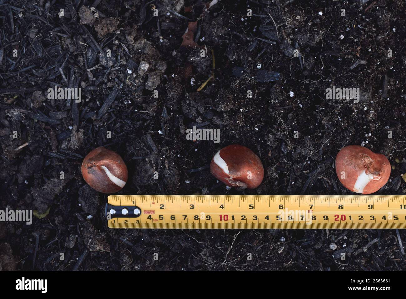 Using tape measure to plant spring tulip bulbs correct distance apart ...
