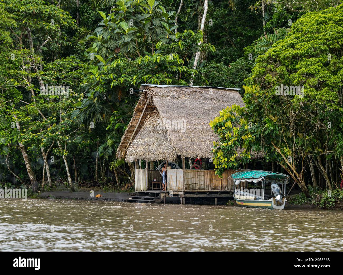 Thatched local house hut on riverbank, Napo River in the Amazon ...
