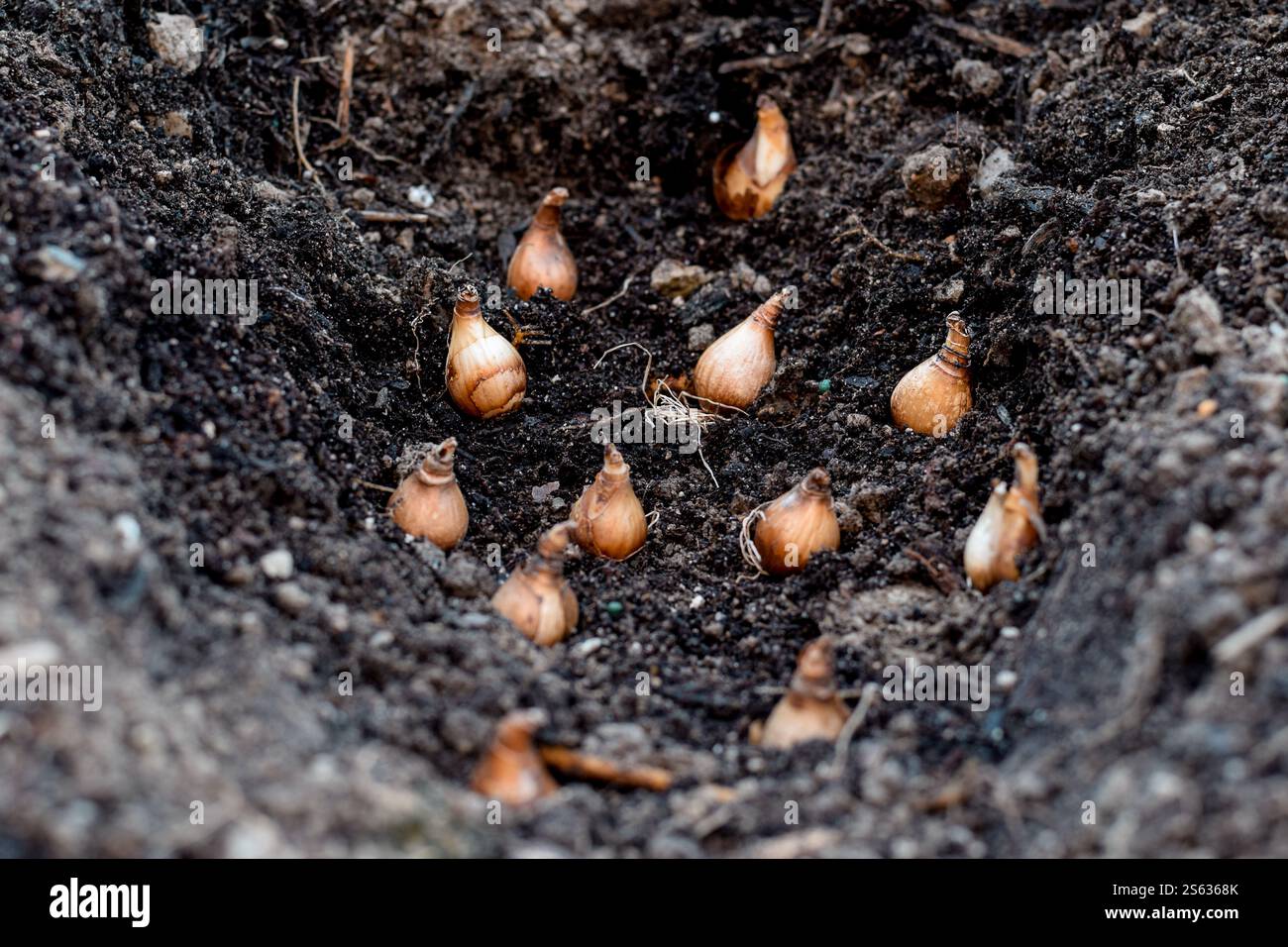 Flower bulbs on top of soil ready to be planted Stock Photo - Alamy