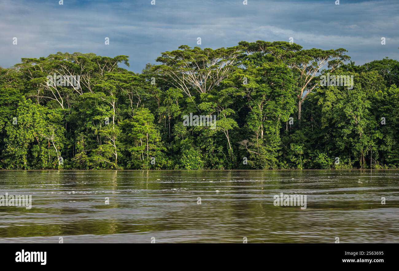 Jungle vegetation on riverbank with kapok trees (Ceiba pentandra), Napo ...