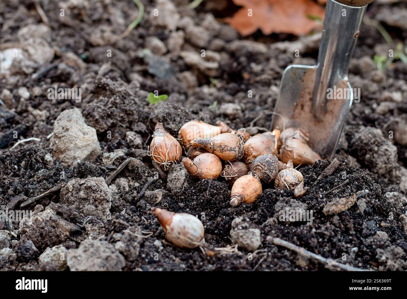 Flower bulbs on top of soil ready to be planted Stock Photo - Alamy
