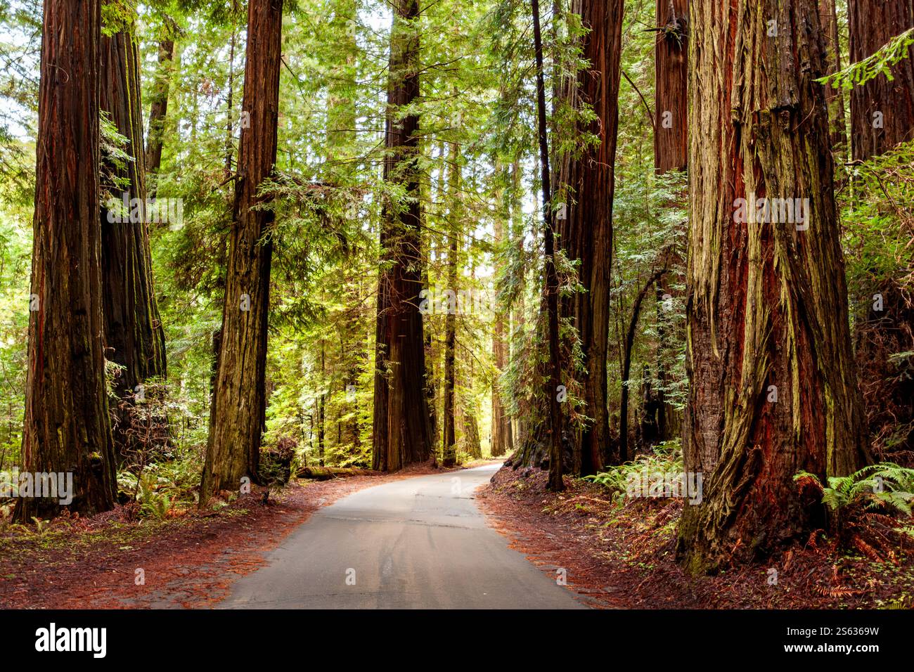Tall redwood trees tower over a serene winding road. Sunlight filters ...