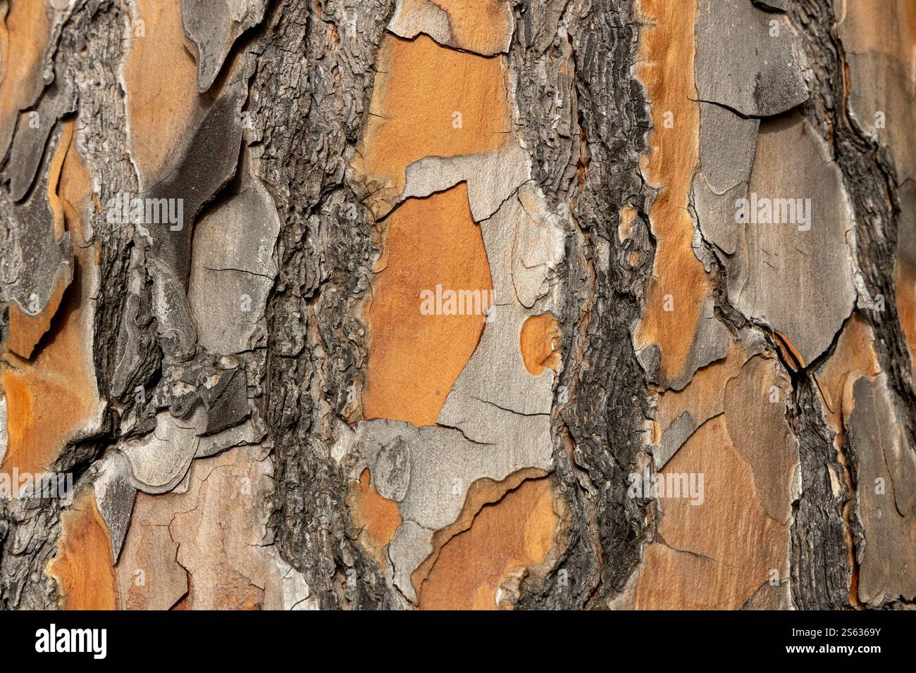 Maritime Pine, Pinus pinaster trunk symbol. Texture made of maritime ...