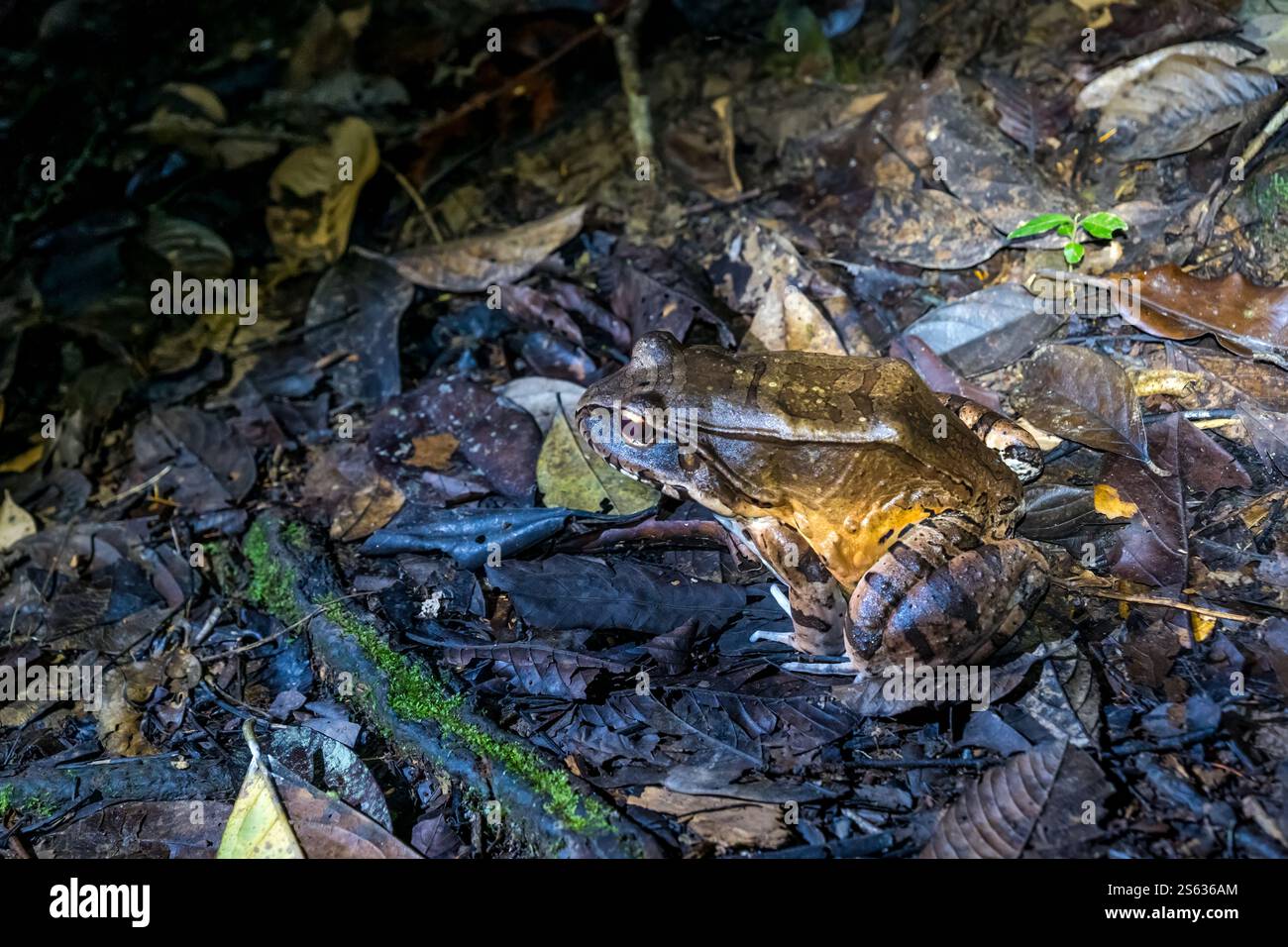 A smoky jungle frog (Leptodactylus pentadactylus) seen at night, Amazon ...