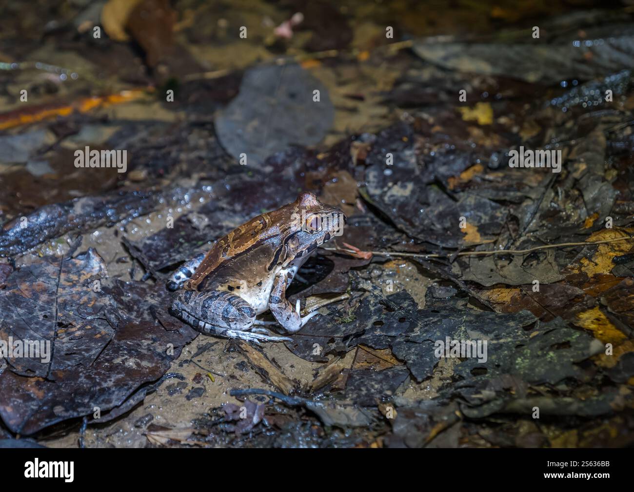 A smoky jungle frog (Leptodactylus pentadactylus) seen at night, Amazon ...