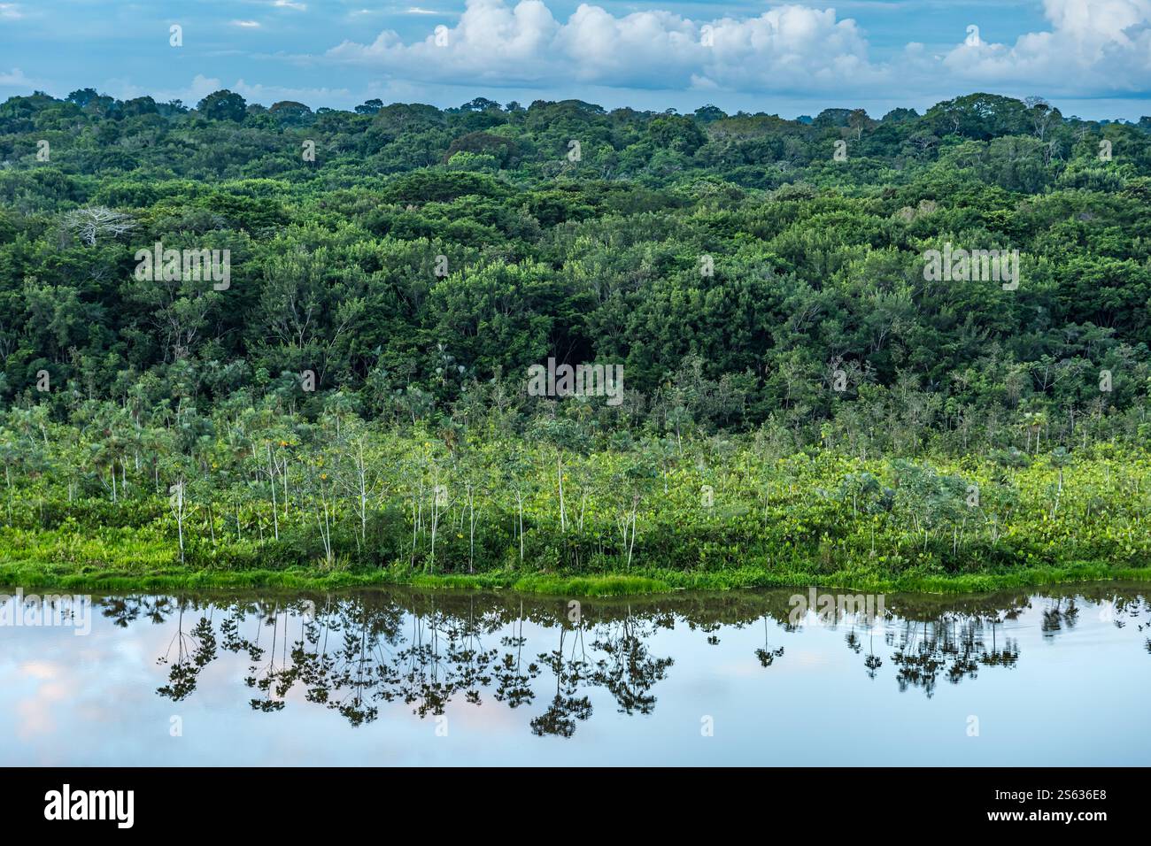View from above of jungle canopy and trees reflected in lagoon at dusk ...