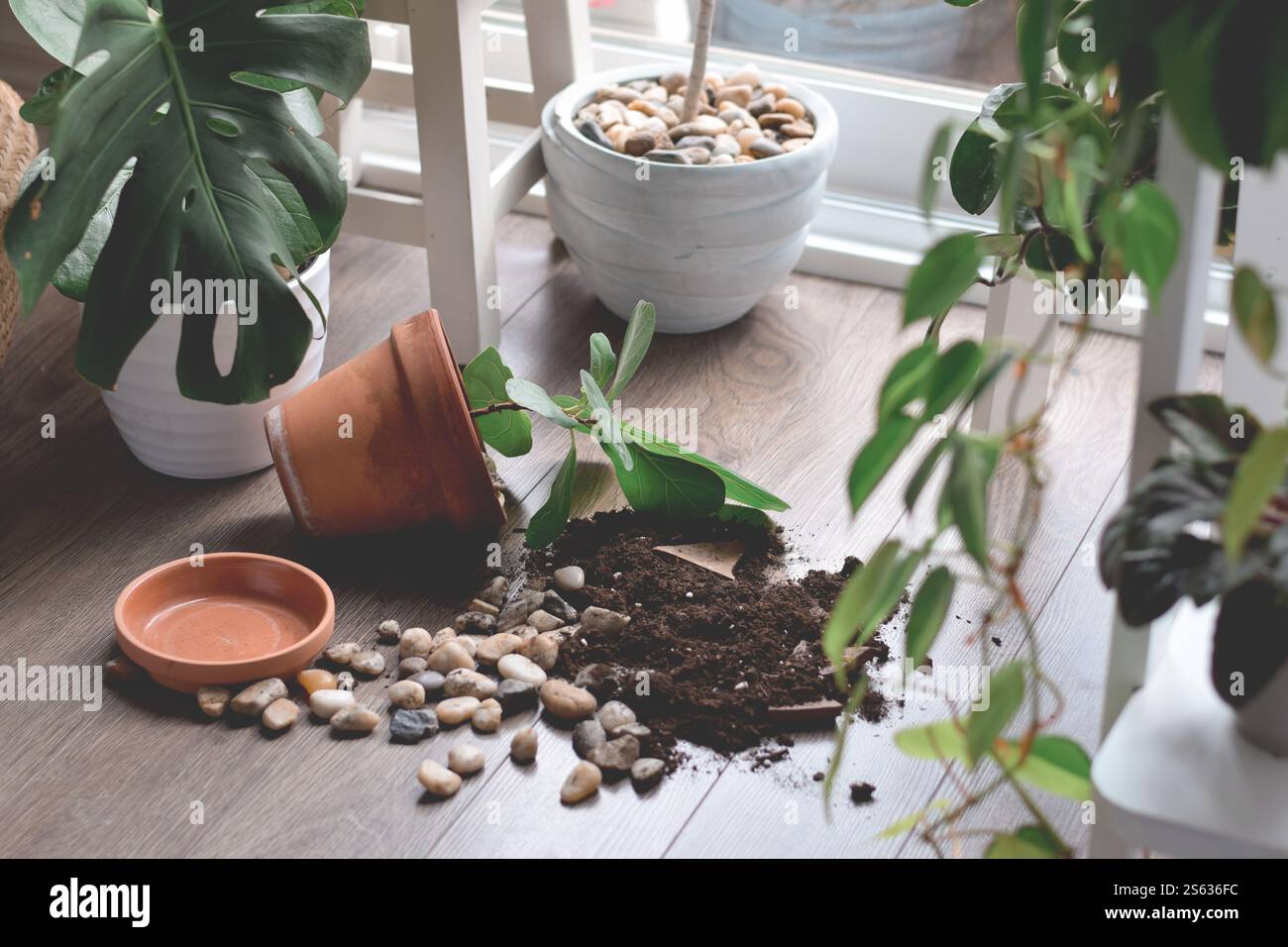 Plant pot and soil spread out on a floor Stock Photo - Alamy