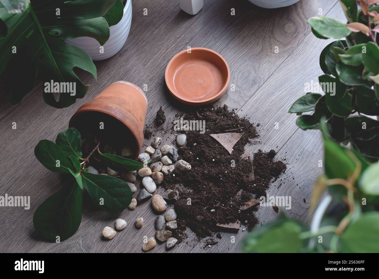 Plant pot and soil spread out on a floor Stock Photo - Alamy