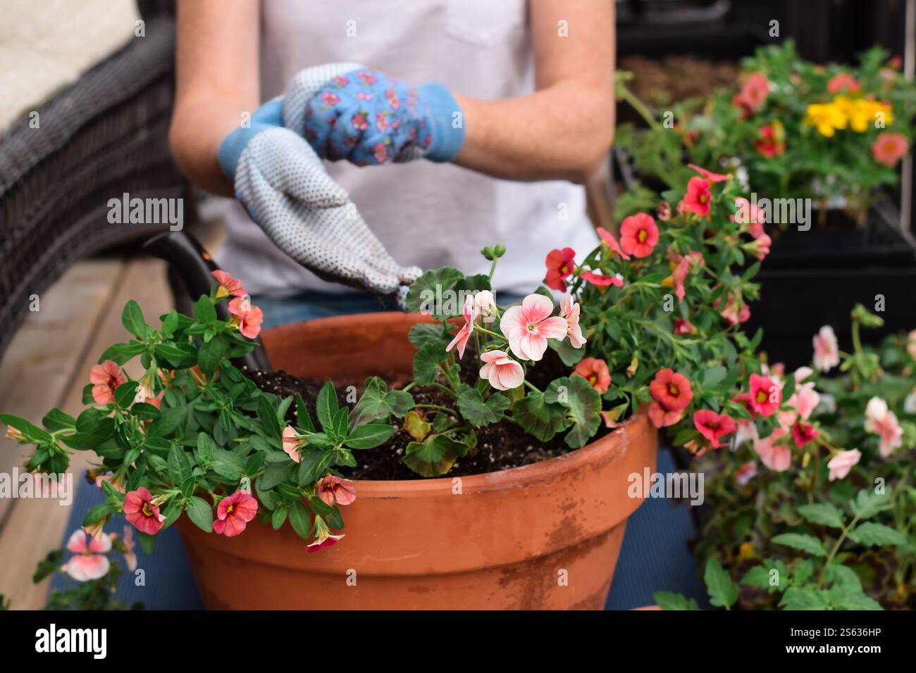 Woman putting on garden gloves while planting flowers in a pot outside ...
