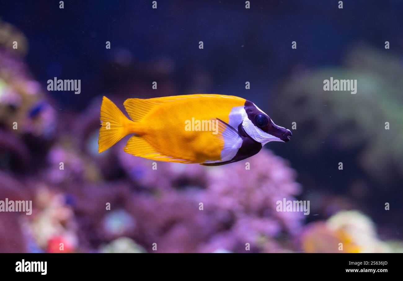 Fox face. Siganus vulpinus. Dark blue nature background Stock Photo - Alamy