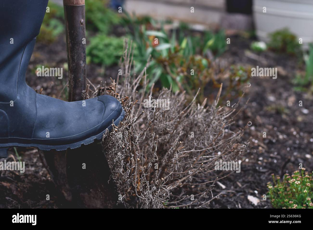 Closeup womans feet in rubber boots digging up dry dead plant in a ...