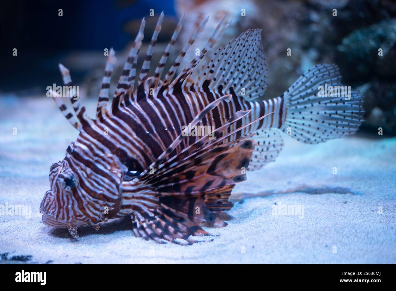 Antenna lionfish close-up. Pterois antennata in an aquarium Stock Photo ...