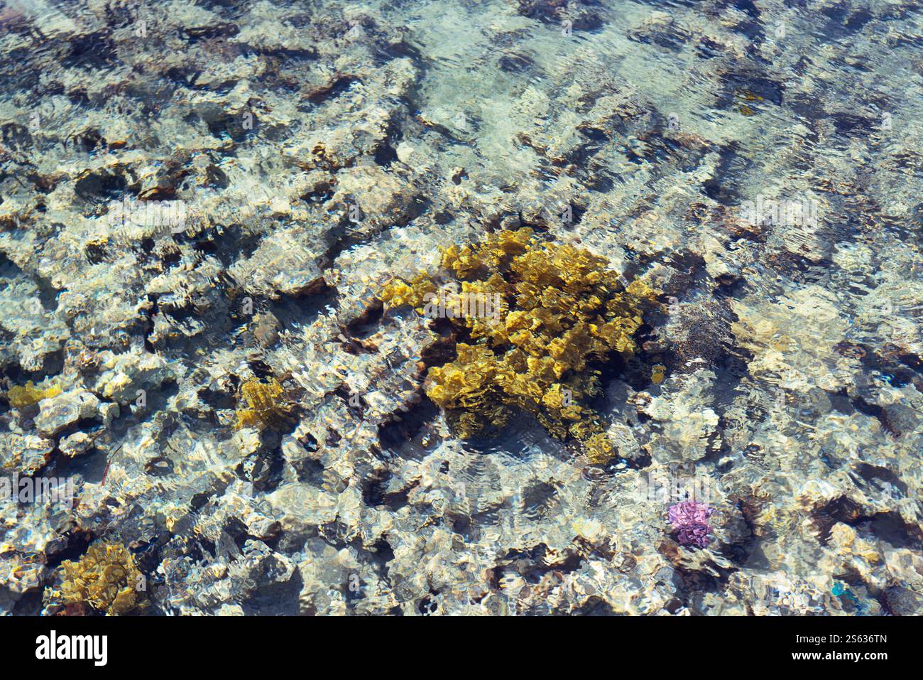 Abstract background. Coral reef underwater in strong winds. A photo ...