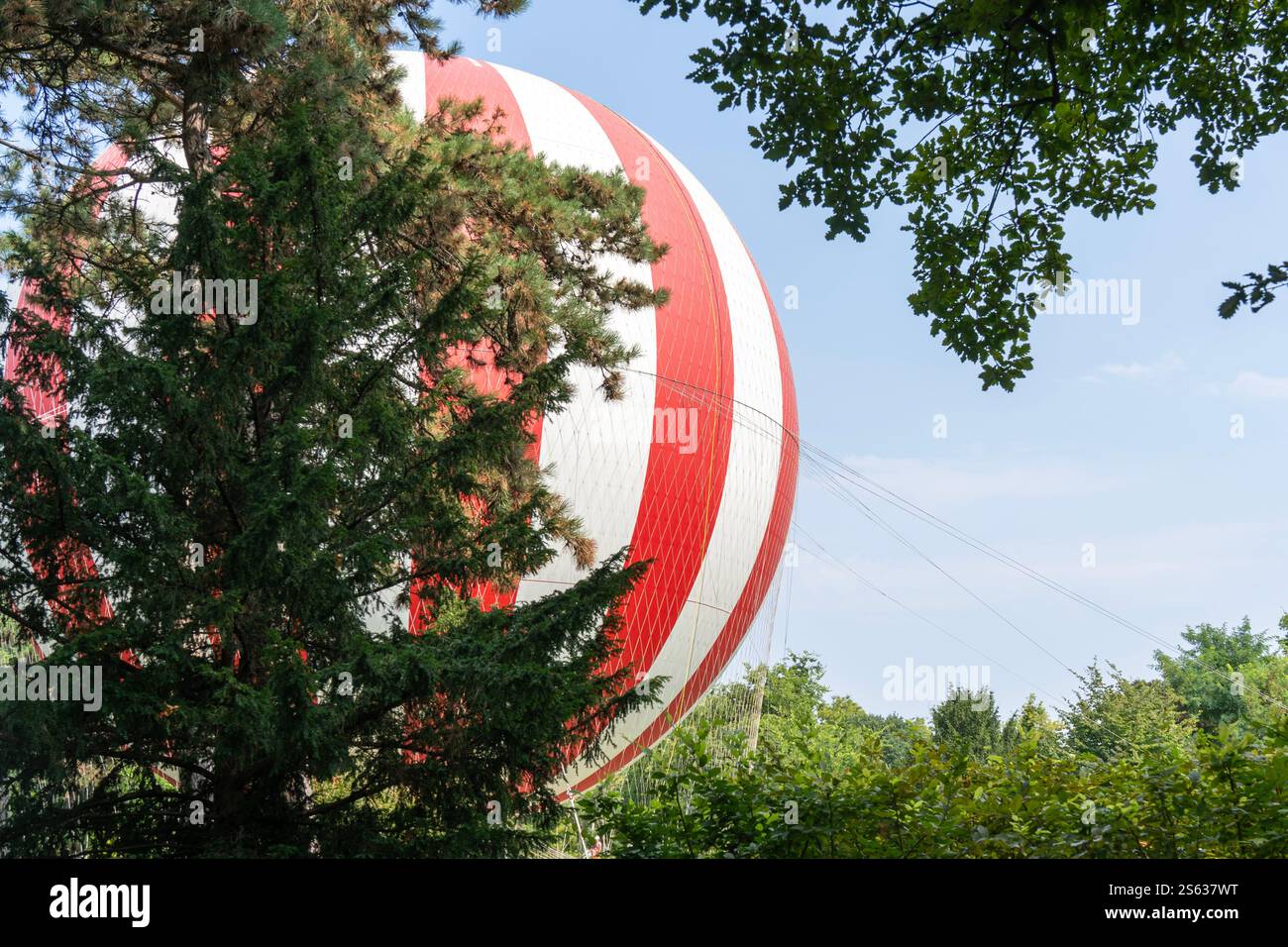 Red and white hot air balloon on the ground behind the trees Stock ...
