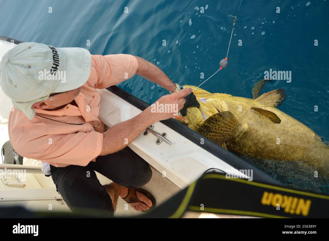 The photo showcases a large fish being held near the surface of clear ...