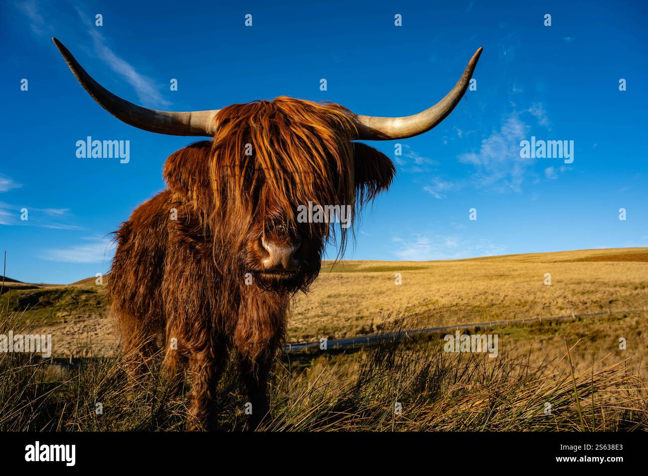 Reddish cow hi-res stock photography and images - Alamy
