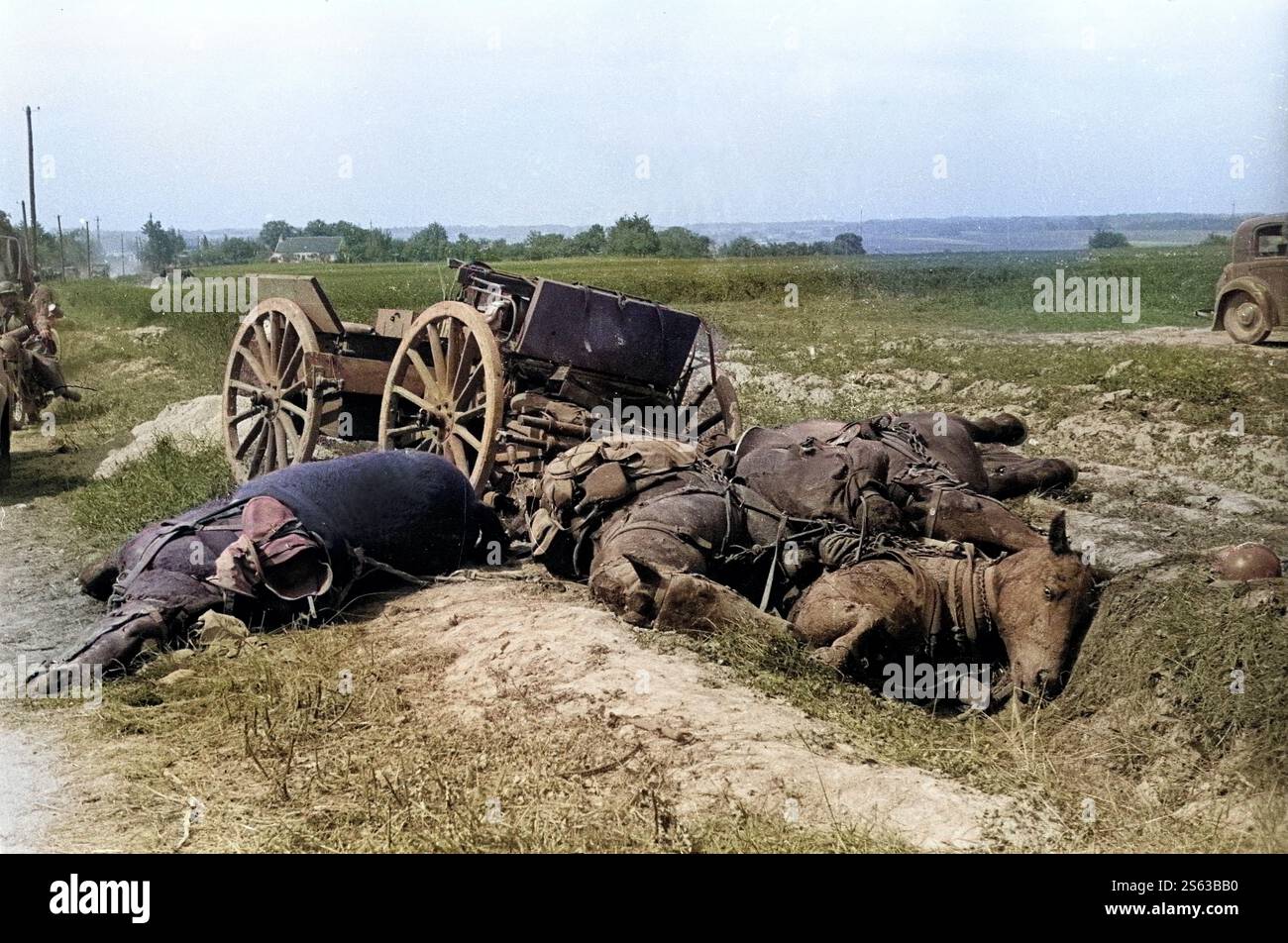 Dead horses hi-res stock photography and images - Alamy