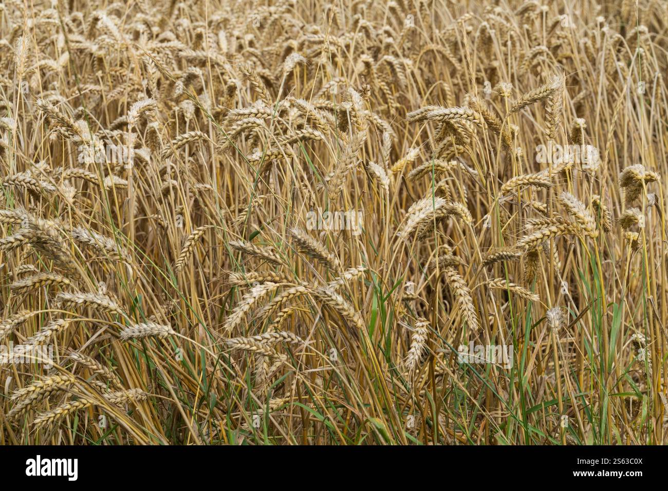 Ripe barley barleycorn plant crop hi-res stock photography and images ...