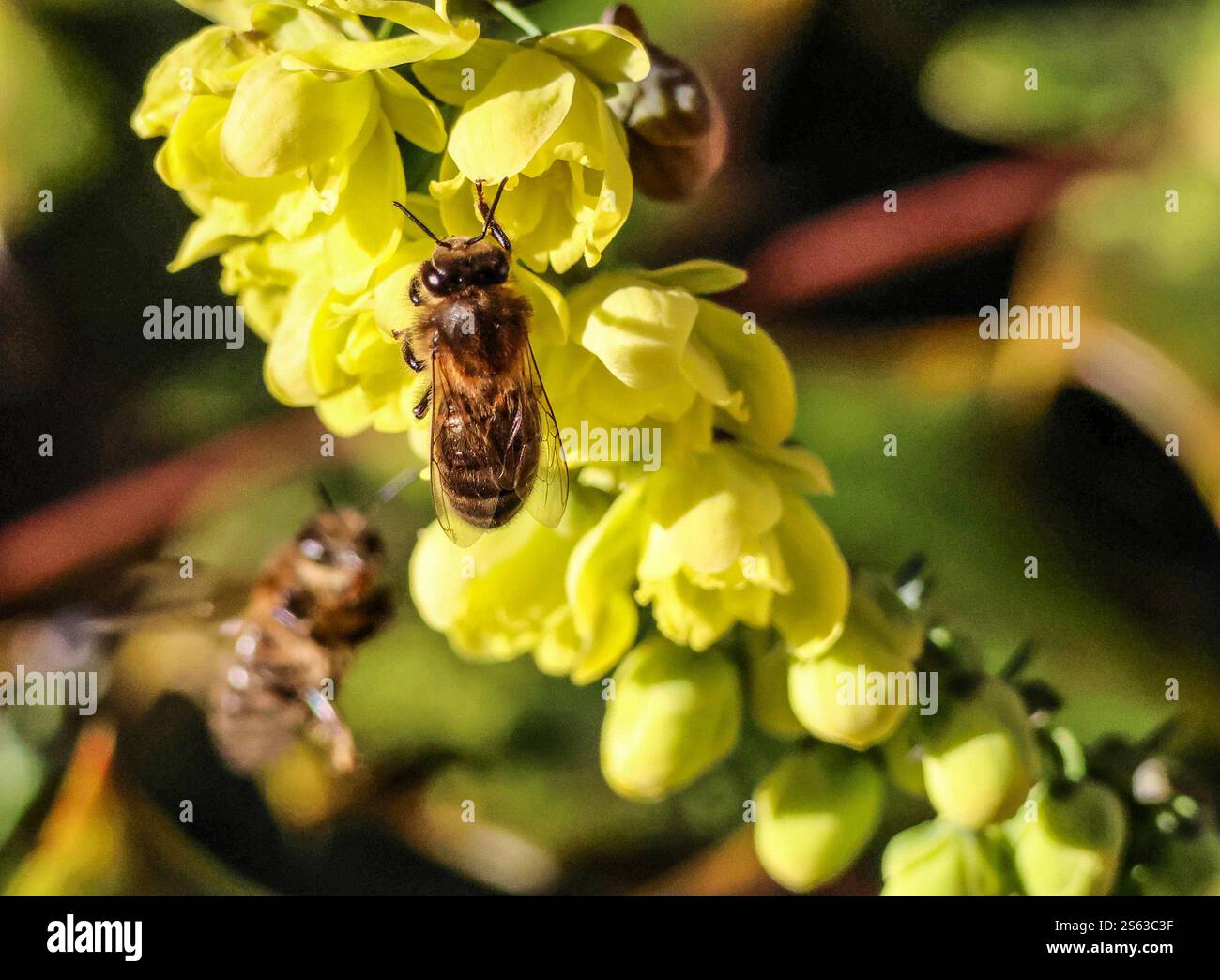 Craigavon 2025 hi-res stock photography and images - Alamy