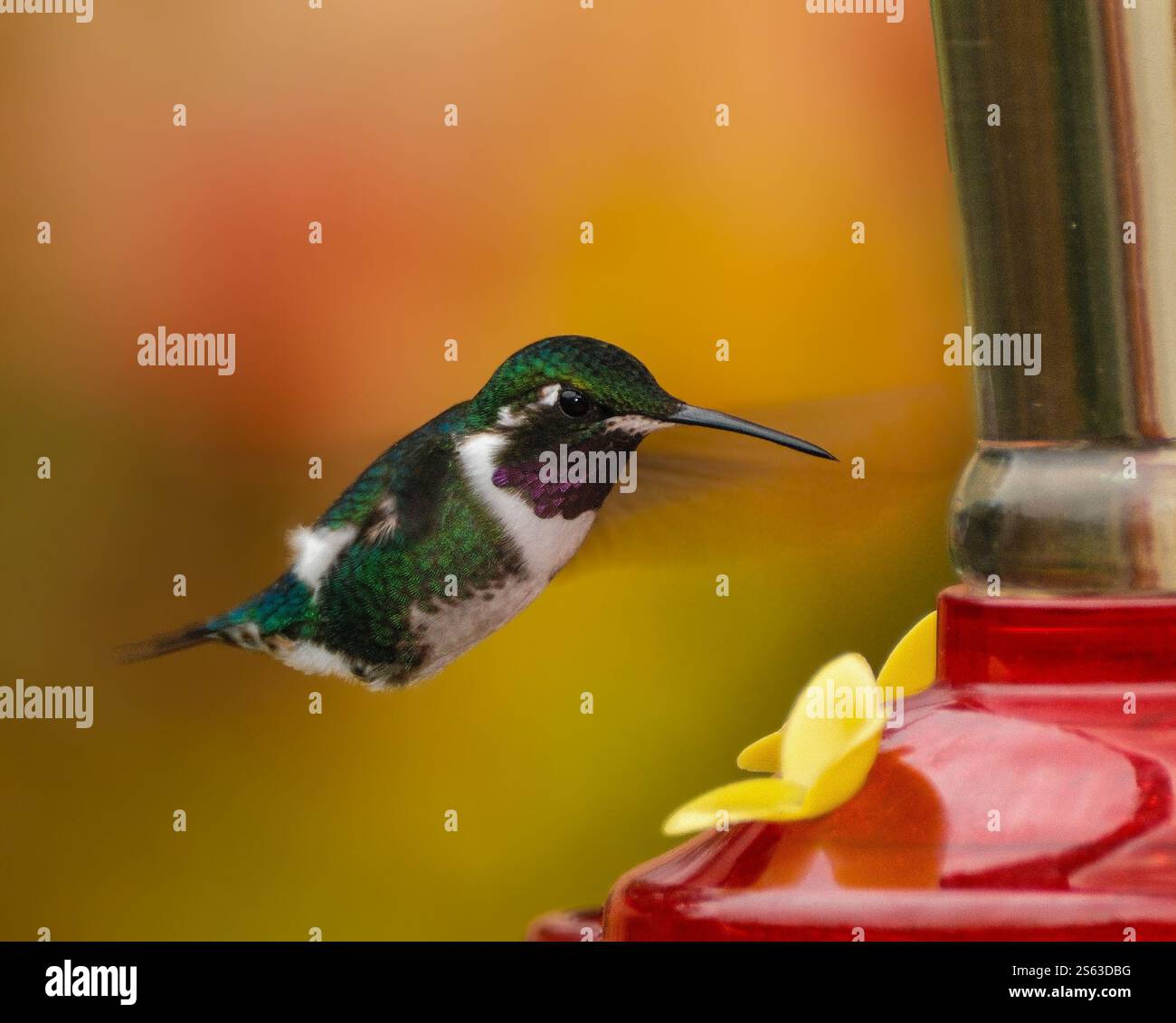white bellied woodstar, the "bee" hummingbirds of South America Stock ...