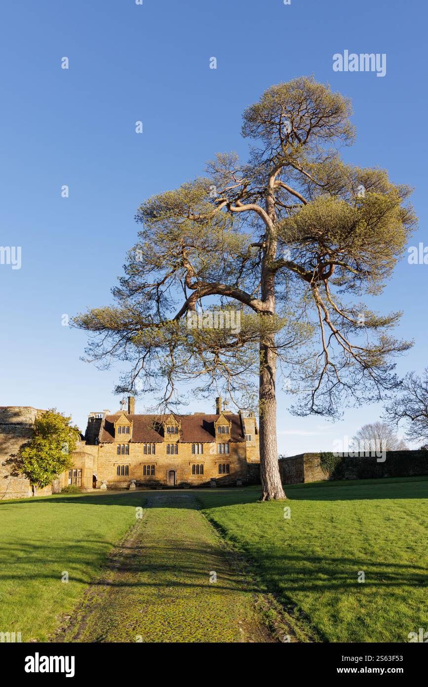 Ashby St. Ledgers, Northamptonshire, UK, 2025: A tall fir tree towers ...