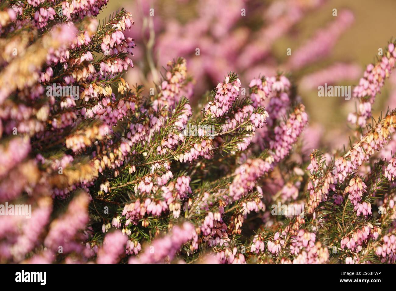 Pink Heather (Erica) flowering in the winter sunshine Stock Photo - Alamy