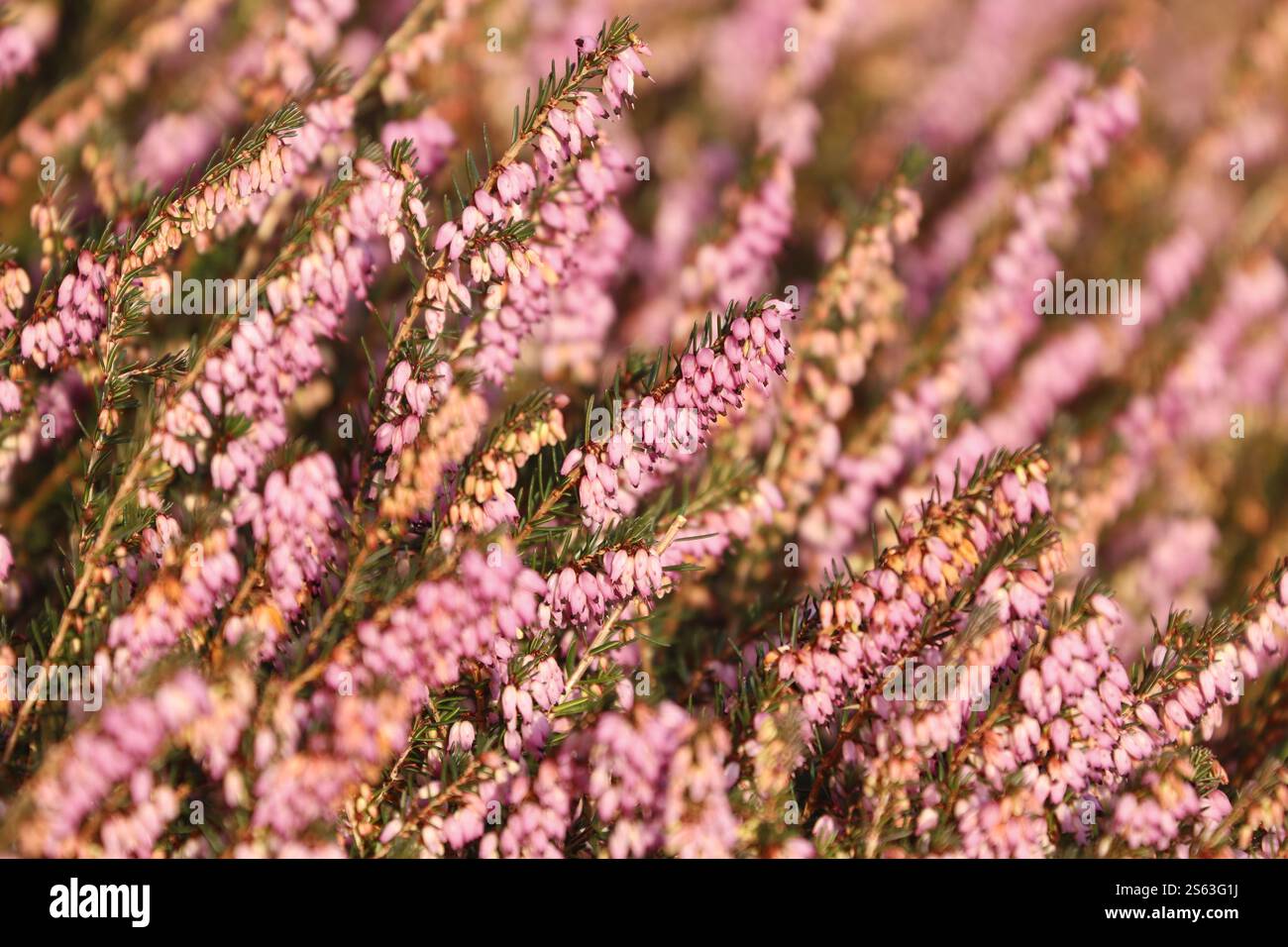Pink Heather (Erica) flowering in the winter sunshine Stock Photo - Alamy