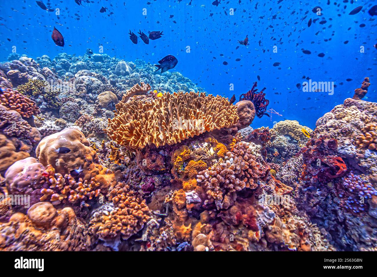 Coral reef in South Pacific off the coast of North Sulawesi, Indonesia ...