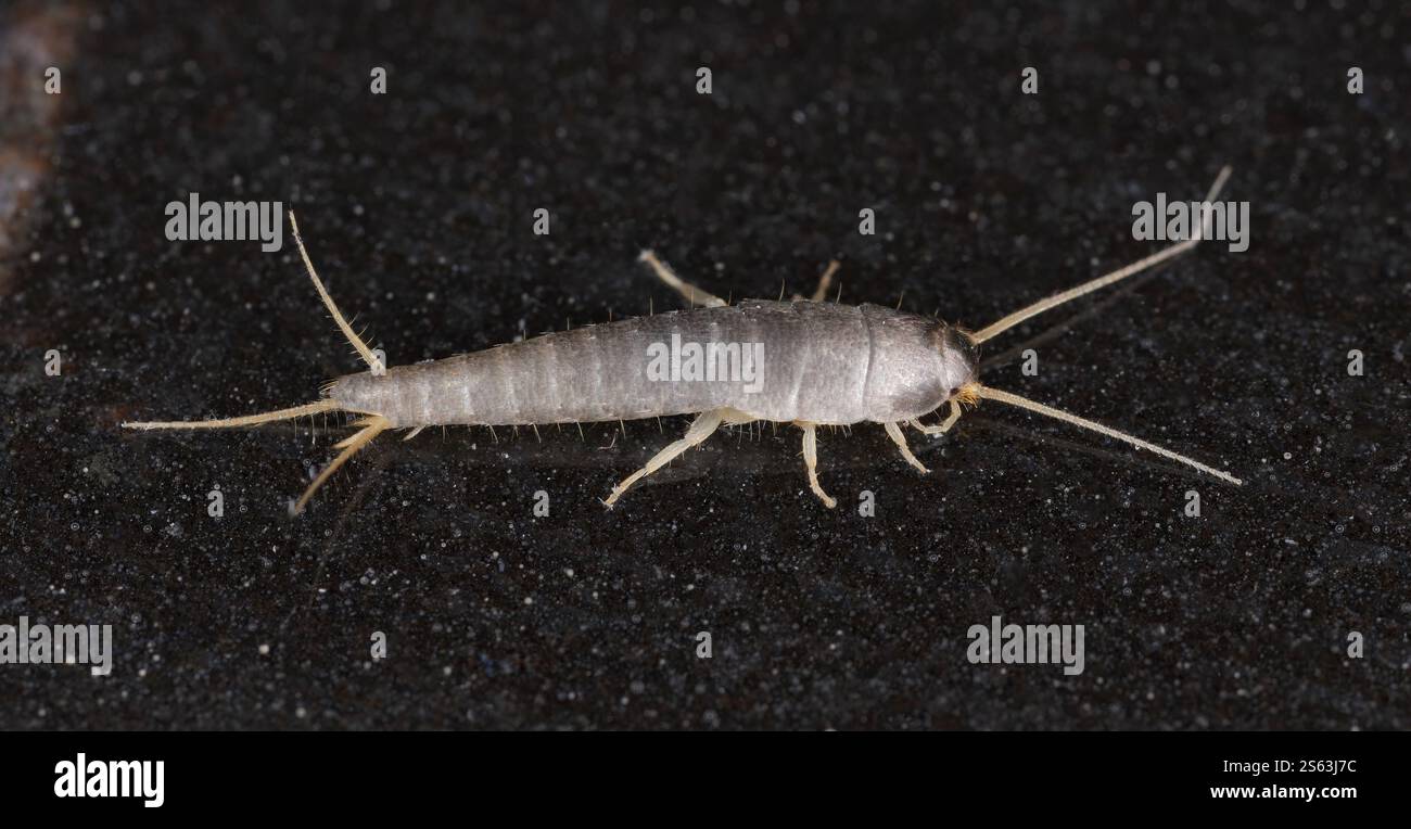 Silverfish insect Lepisma saccharina in the apartment Stock Photo - Alamy