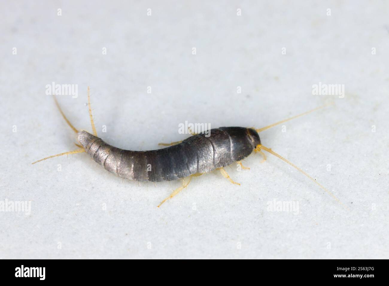 Primitive pest insect silverfish Lepisma saccharina on the bathroom ...