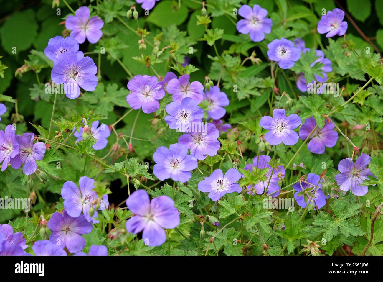 Purple hardy geranium cranesbill ‘Rozanne’ in flower Stock Photo - Alamy