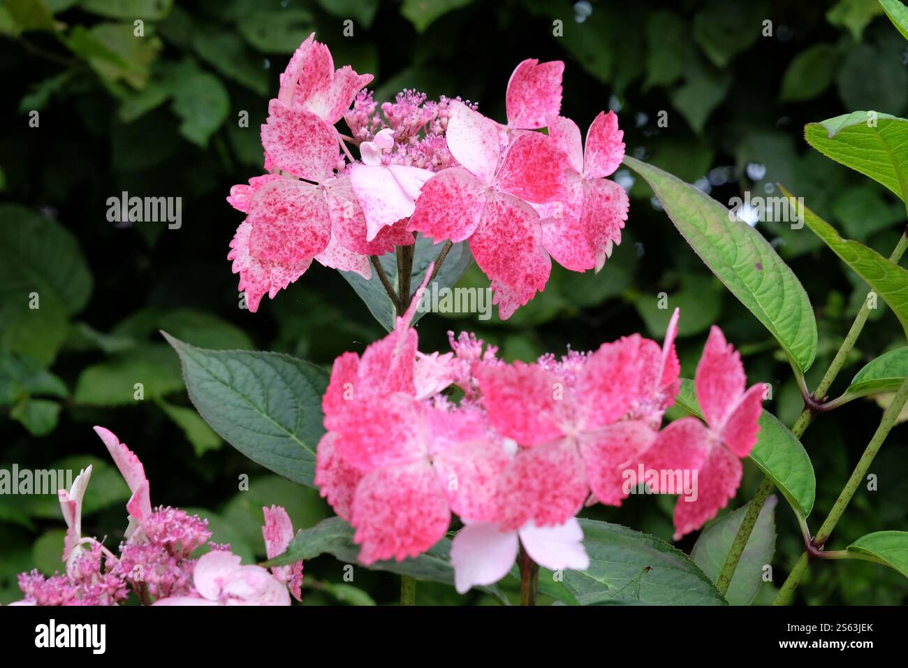 Lace cap hydrangea hi-res stock photography and images - Alamy