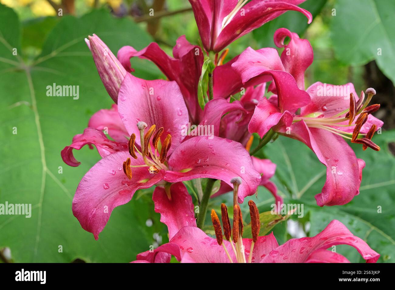 Magenta pink lilium, tree lily ‘Pink Explosion’ in flower Stock Photo ...