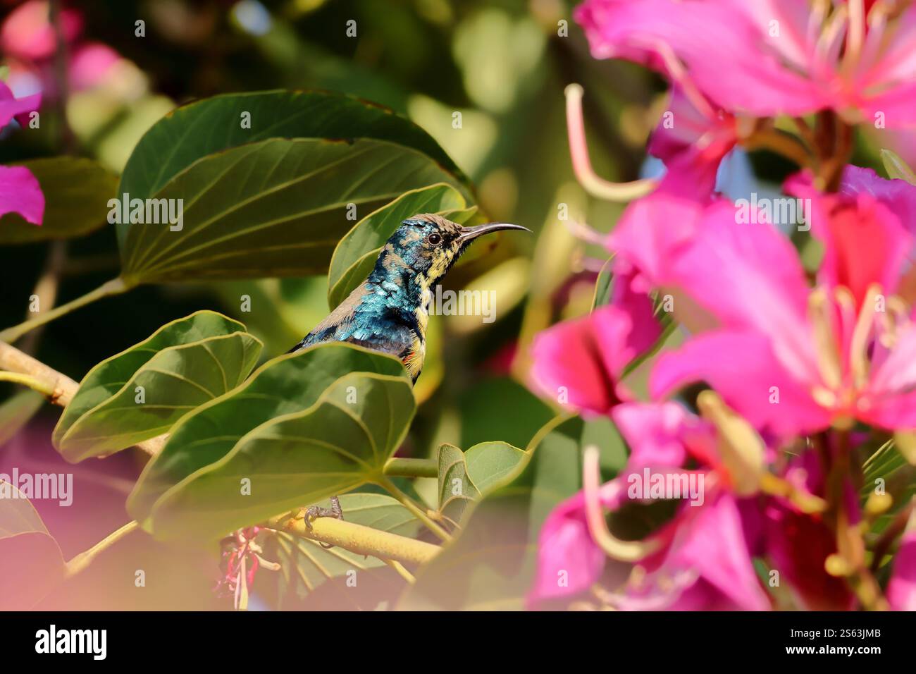 Indian sunbird hi-res stock photography and images - Alamy