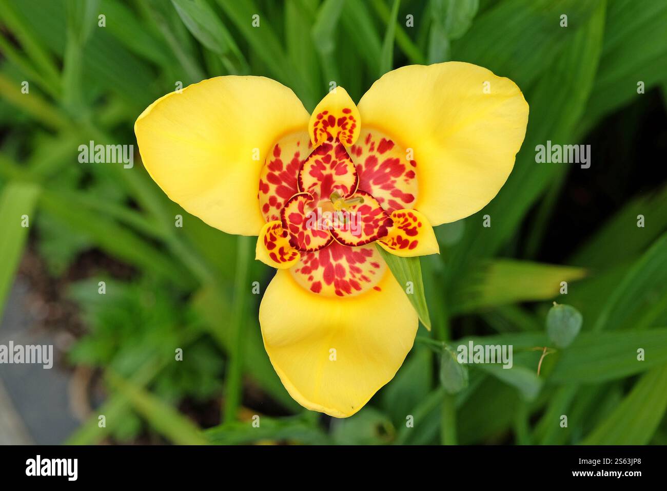 Mexican tiger flower hi-res stock photography and images - Alamy