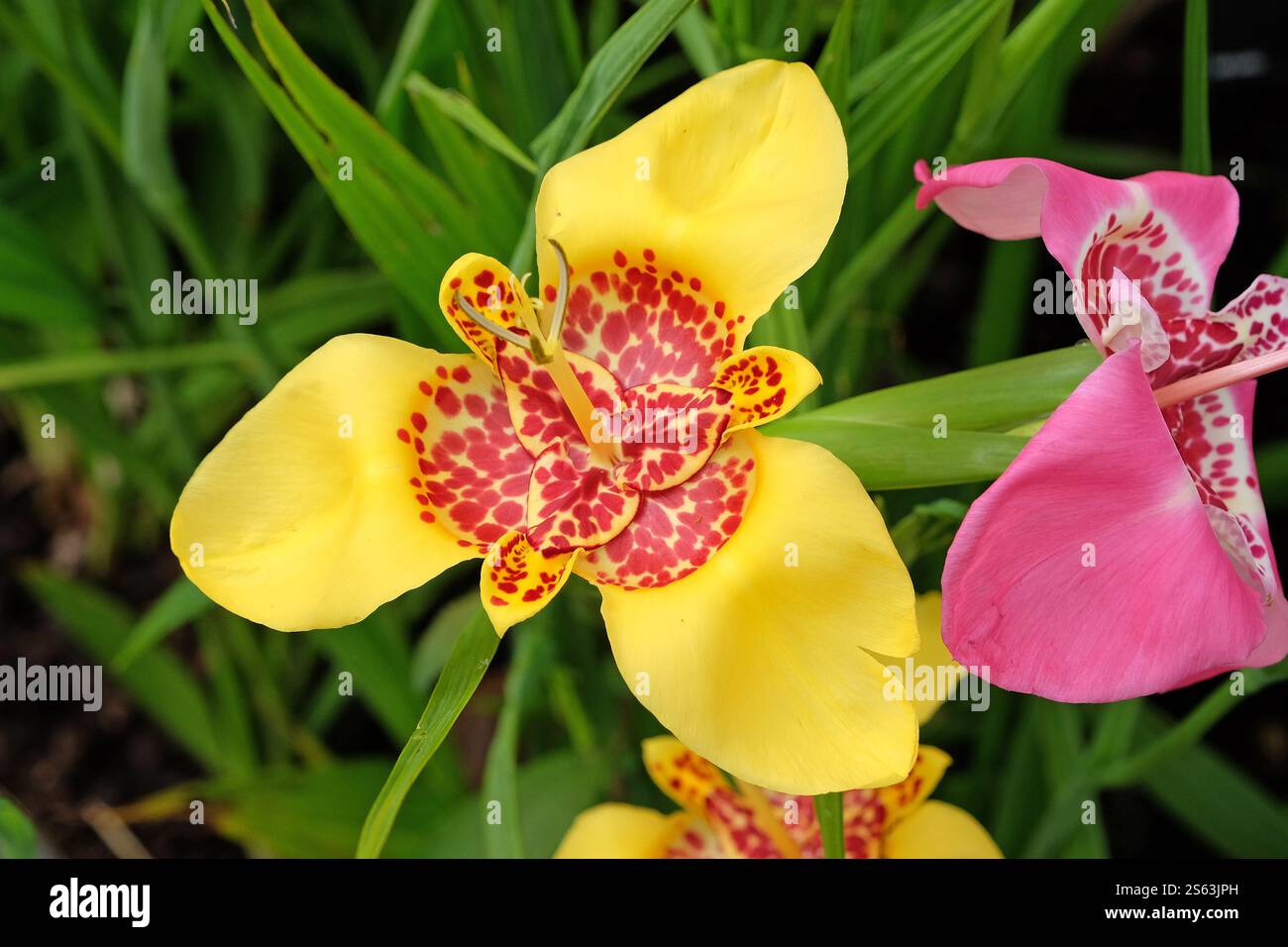 Yellow Tigridia pavonia ‘Speciosa’, Mexican Tiger Flower in bloom Stock ...