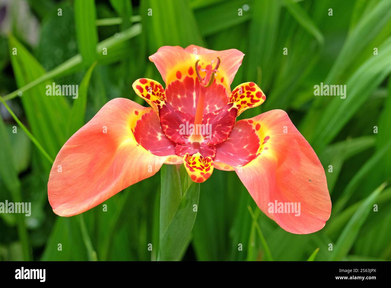 Red Tigridia pavonia ‘Speciosa’, Mexican Tiger Flower in bloom Stock ...