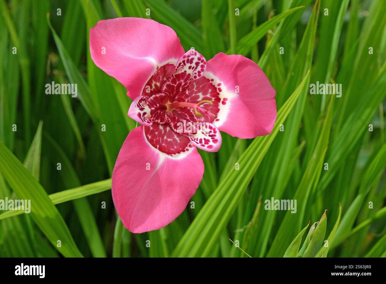 Pink Tigridia pavonia ‘Speciosa’, Mexican Tiger Flower in bloom Stock ...