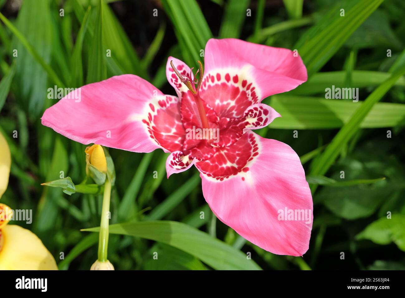 Pink Tigridia pavonia ‘Speciosa’, Mexican Tiger Flower in bloom Stock ...
