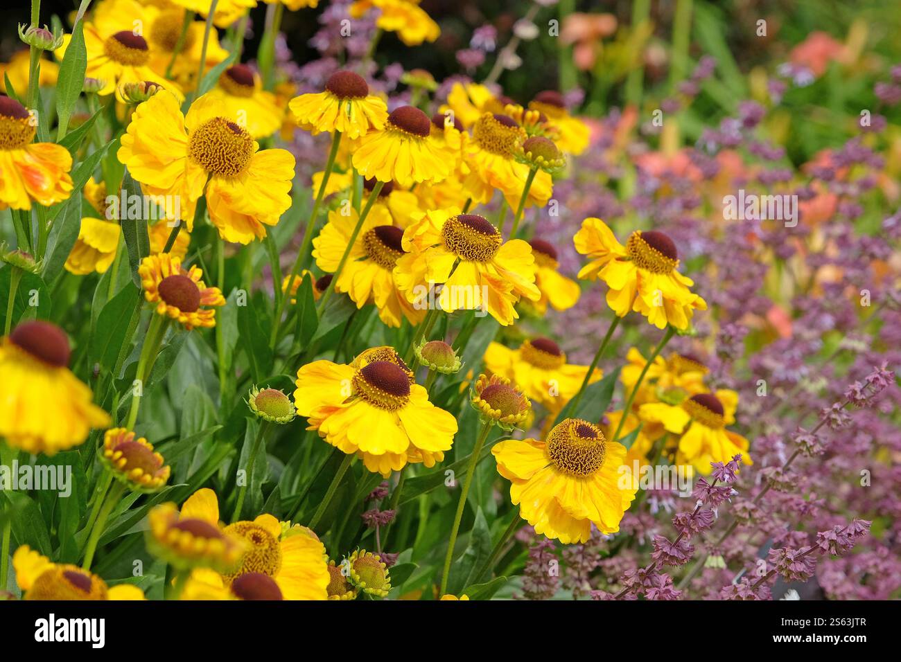 Yellow helenium sneezeweed, ‘El Dorado’ in flower Stock Photo - Alamy
