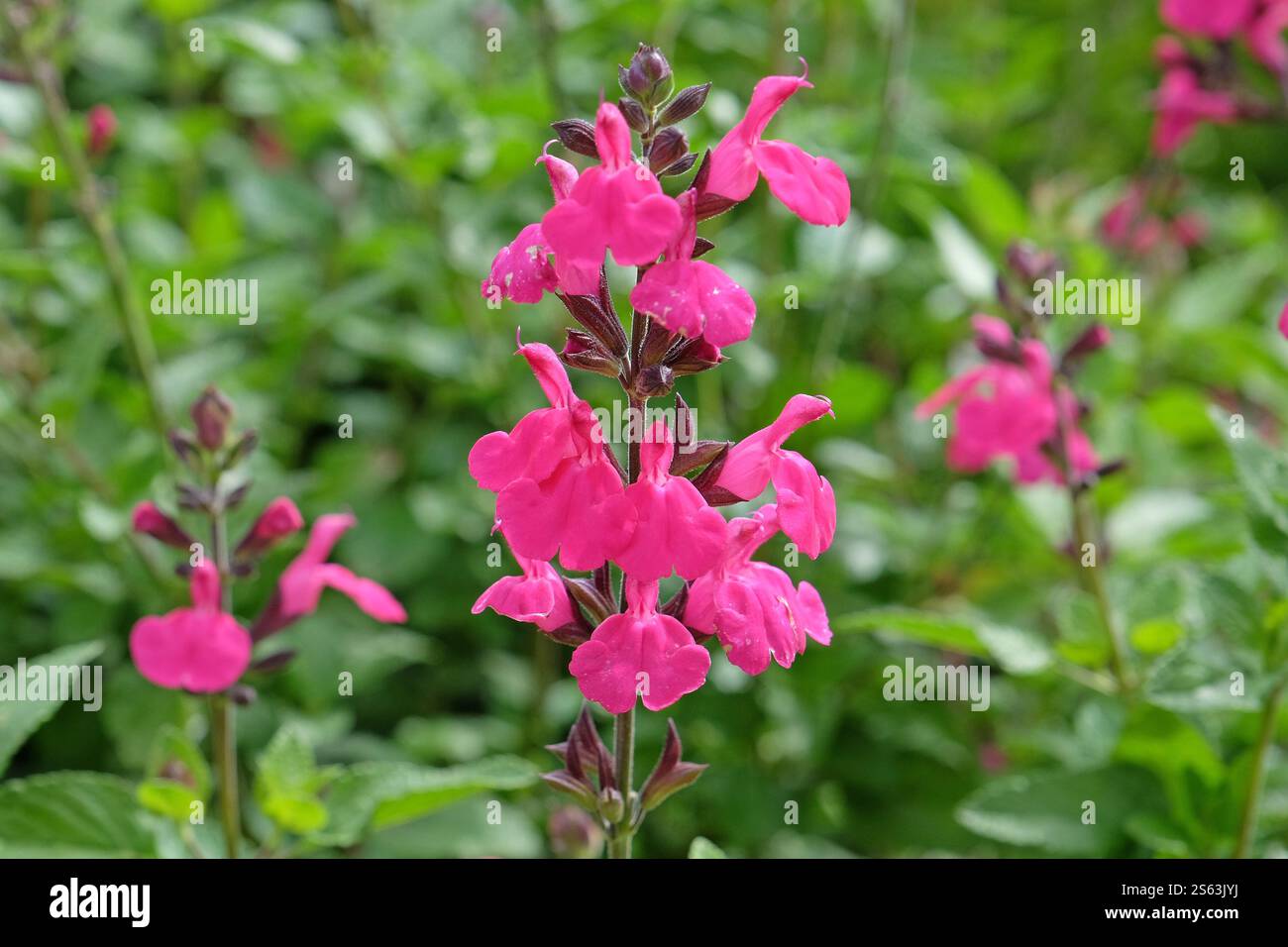 Bright pink Salvia microphylla ‘Cerro Potosí’, also known as baby sage ...