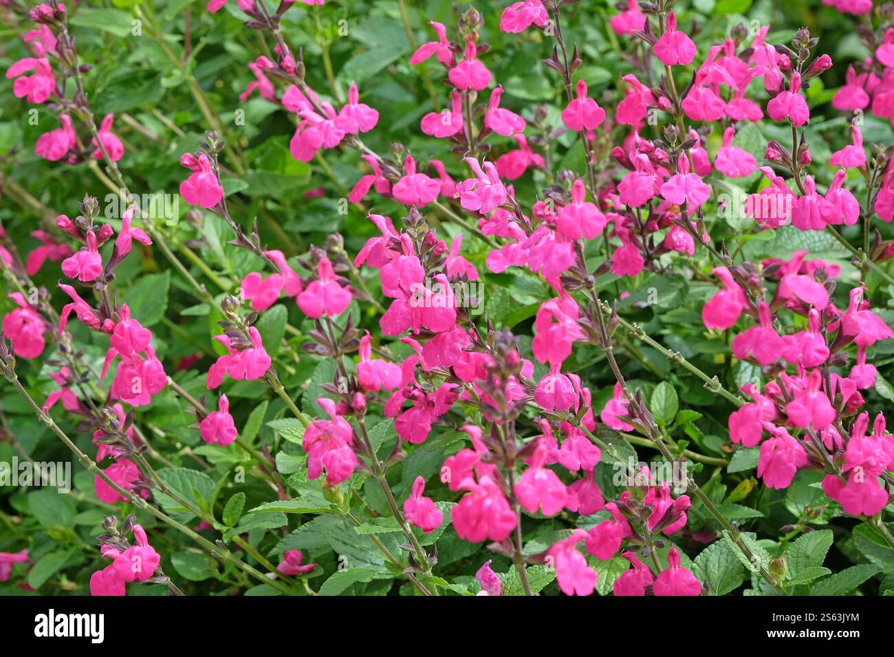 Bright pink Salvia microphylla ‘Cerro Potosí’, also known as baby sage ...