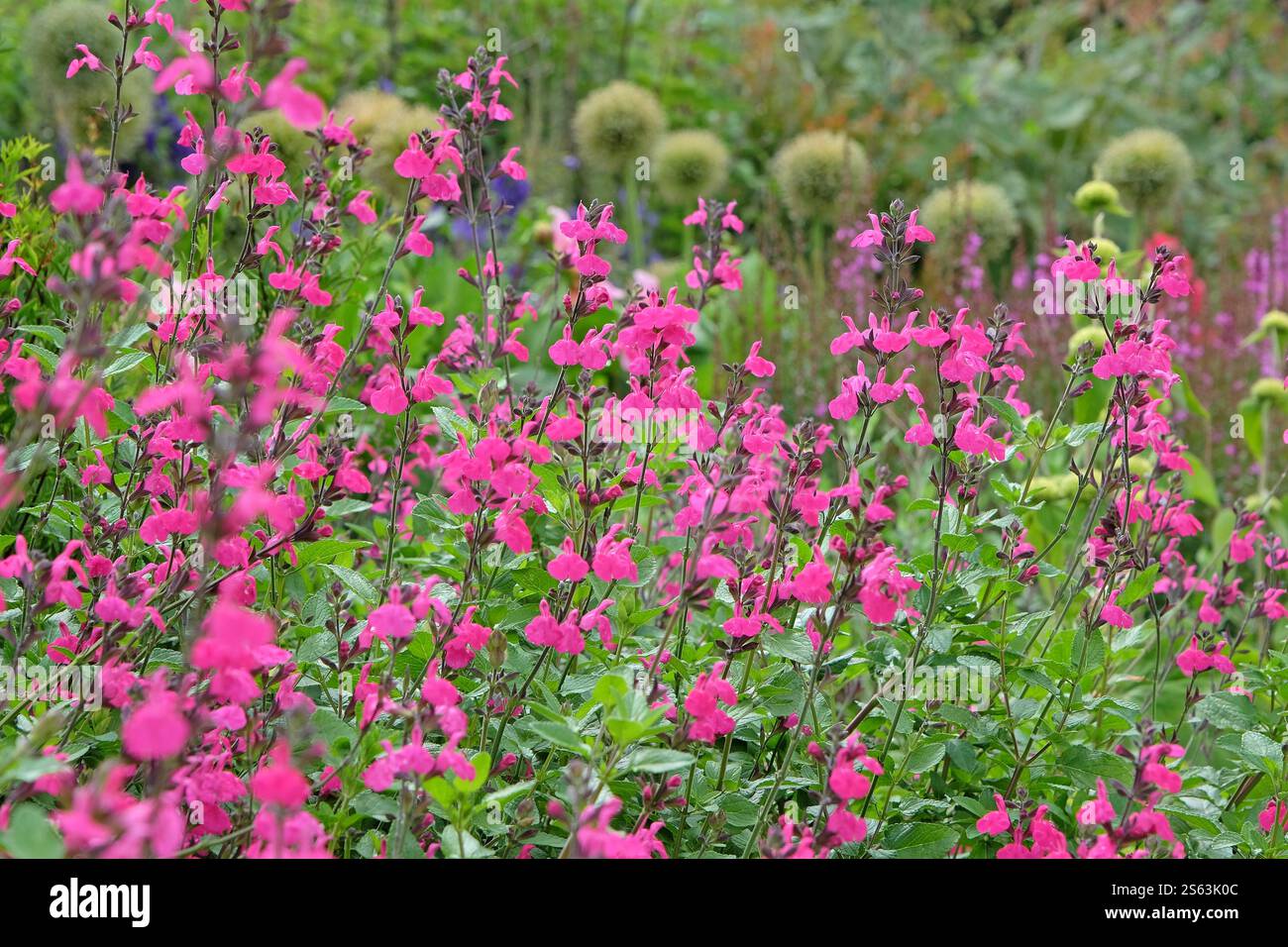 Bright pink Salvia microphylla ‘Cerro Potosí’, also known as baby sage ...