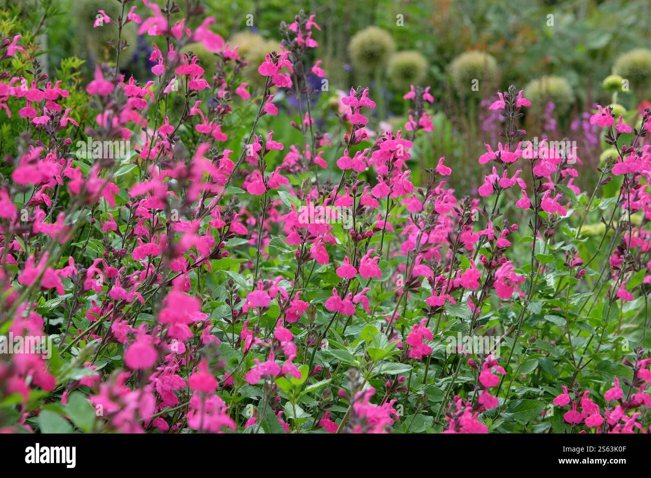 Bright pink Salvia microphylla ‘Cerro Potosí’, also known as baby sage ...
