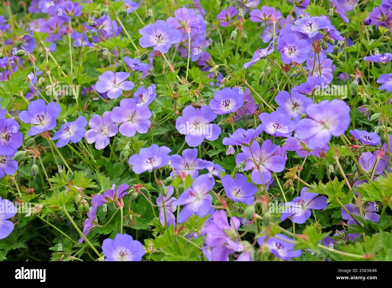 Purple hardy geranium cranesbill ‘Rozanne’ in flower Stock Photo - Alamy