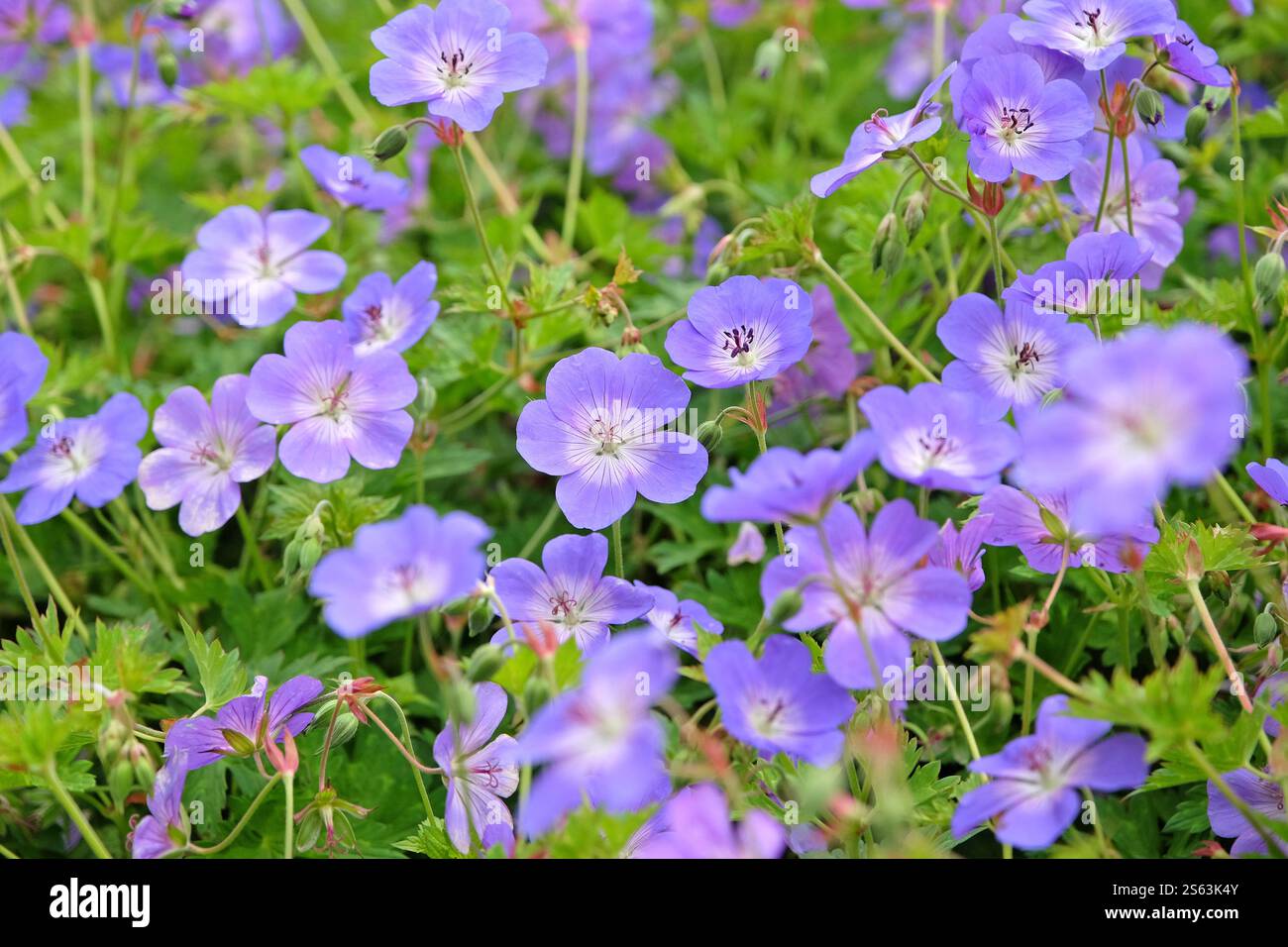 Purple hardy geranium cranesbill ‘Rozanne’ in flower Stock Photo - Alamy